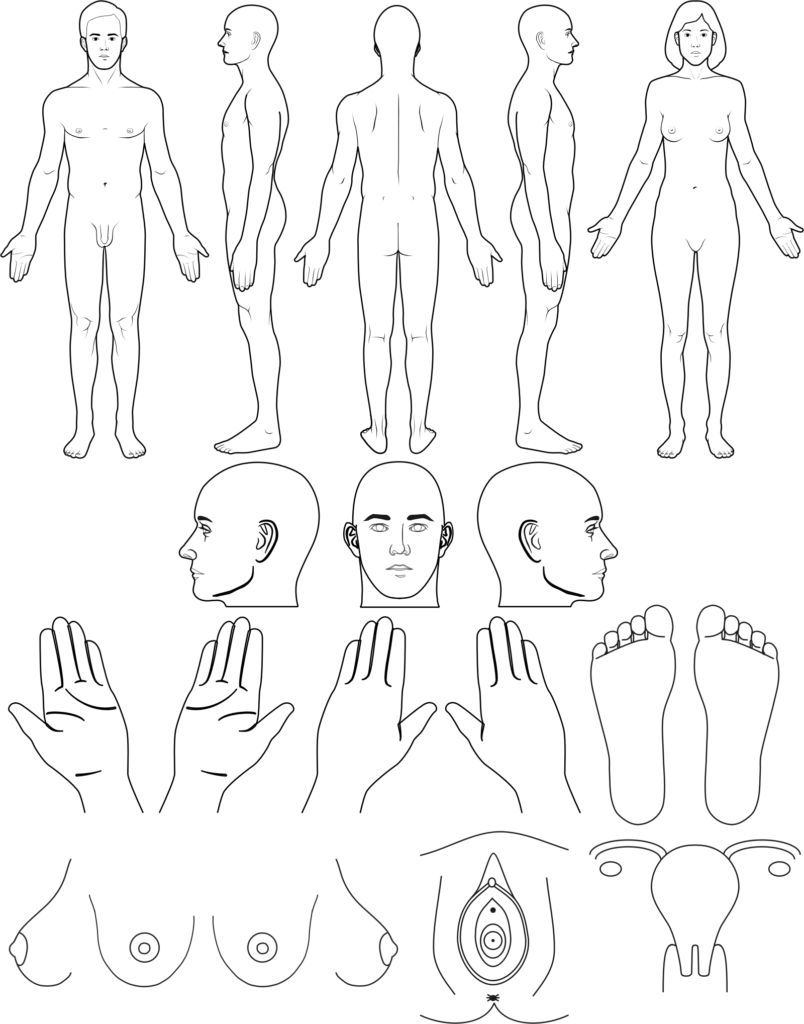 Surface Anatomy - World EMR
